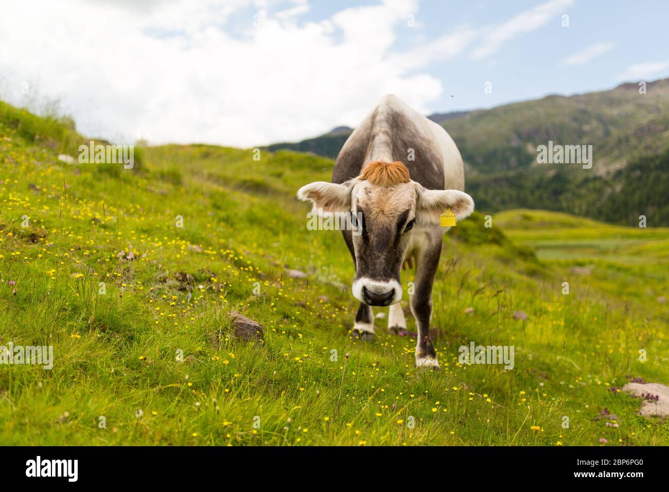 Cow chewing in the italian alps Stock Photo - Alamy