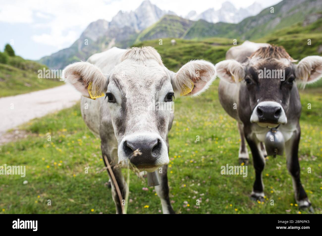 Cow chewing in the italian alps Stock Photo - Alamy