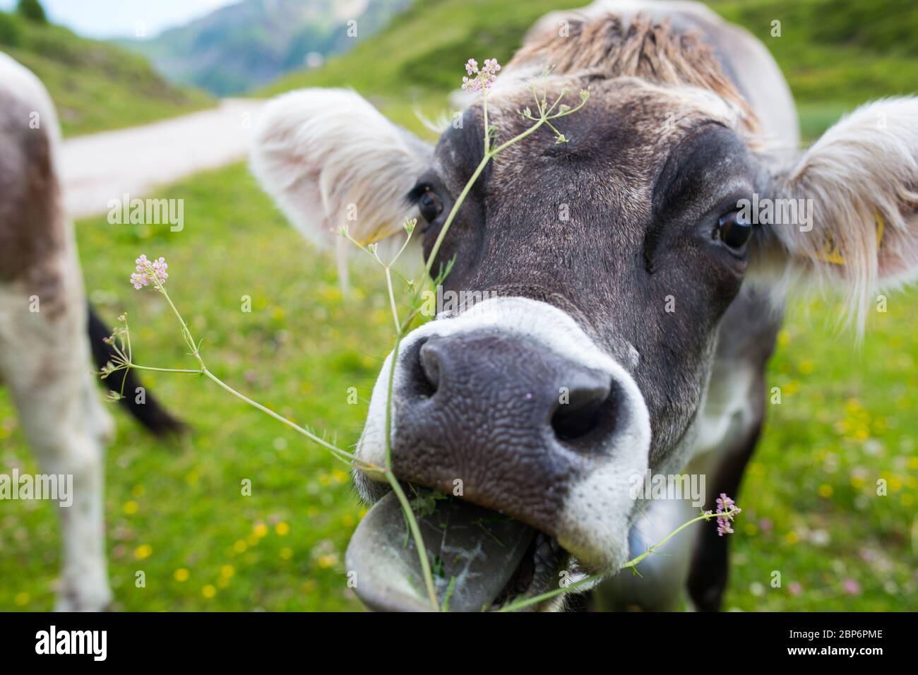 Cow chewing in the italian alps Stock Photo - Alamy