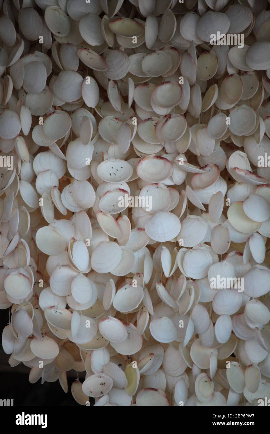 Caribbean shells hi-res stock photography and images - Alamy