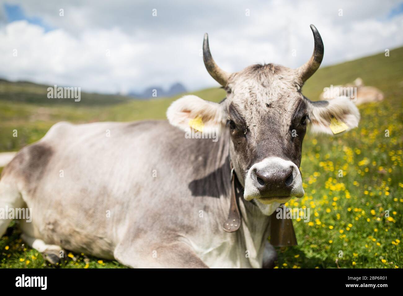 Cow chewing in the italian alps Stock Photo - Alamy