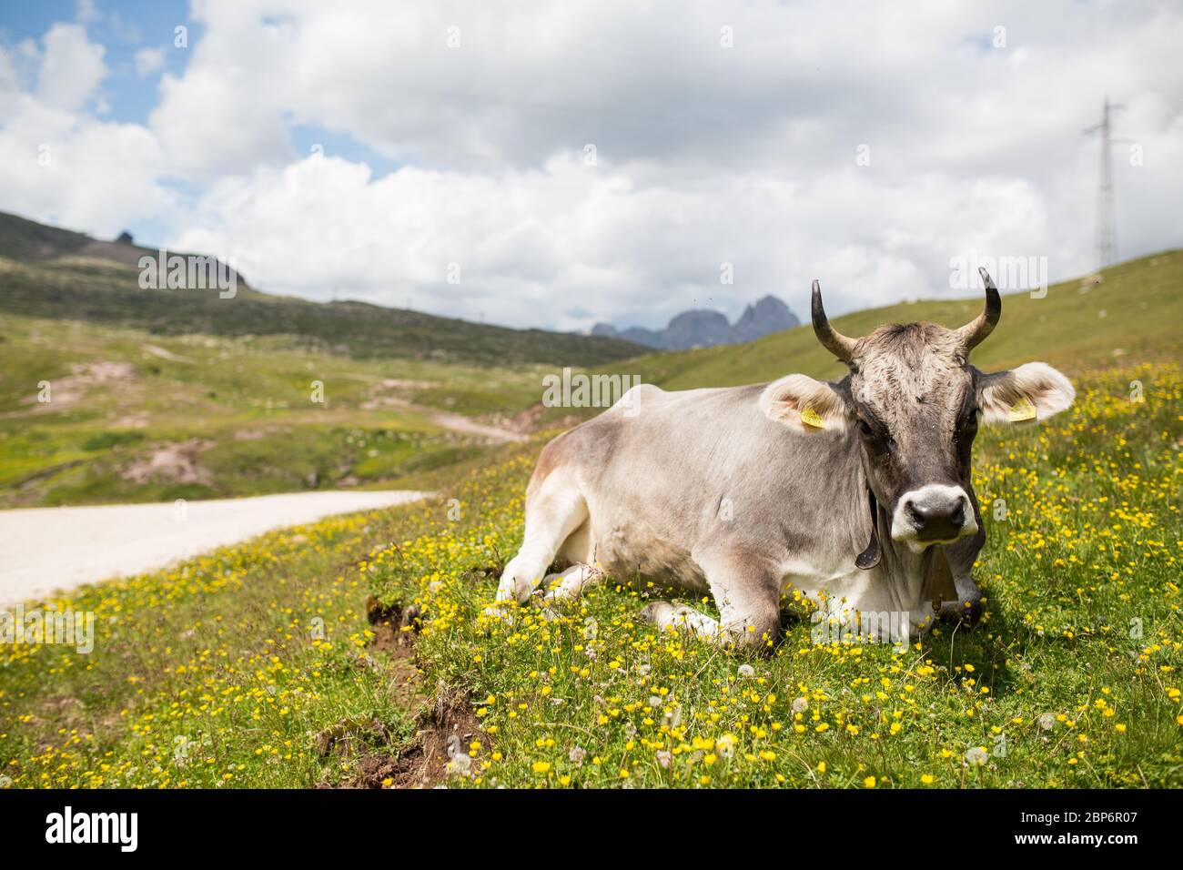 Cow chewing in the italian alps Stock Photo - Alamy