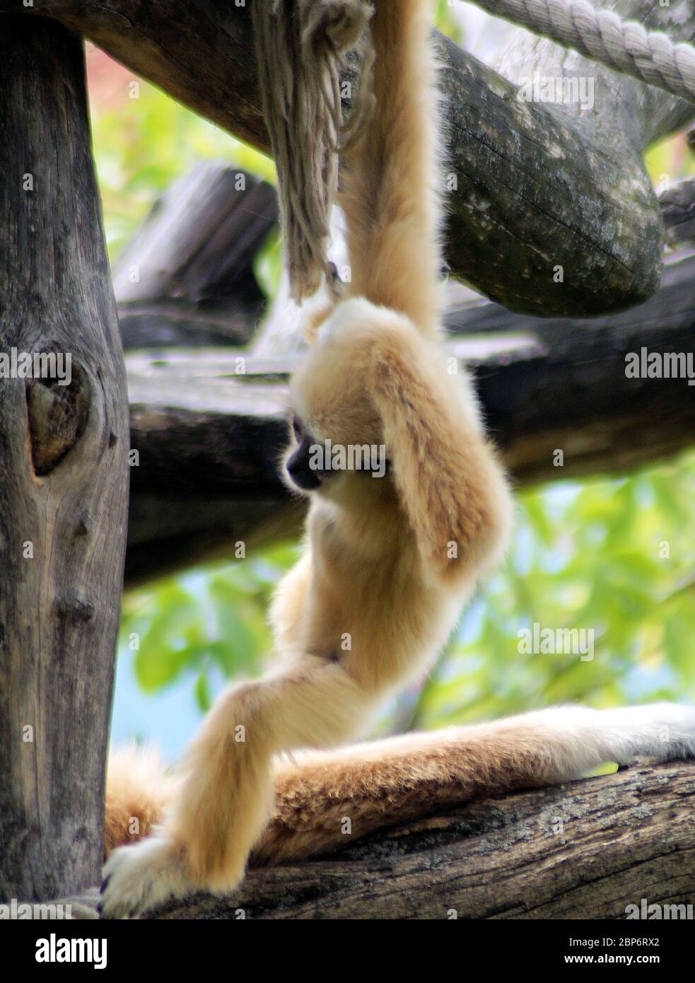 Brachiation hi-res stock photography and images - Alamy