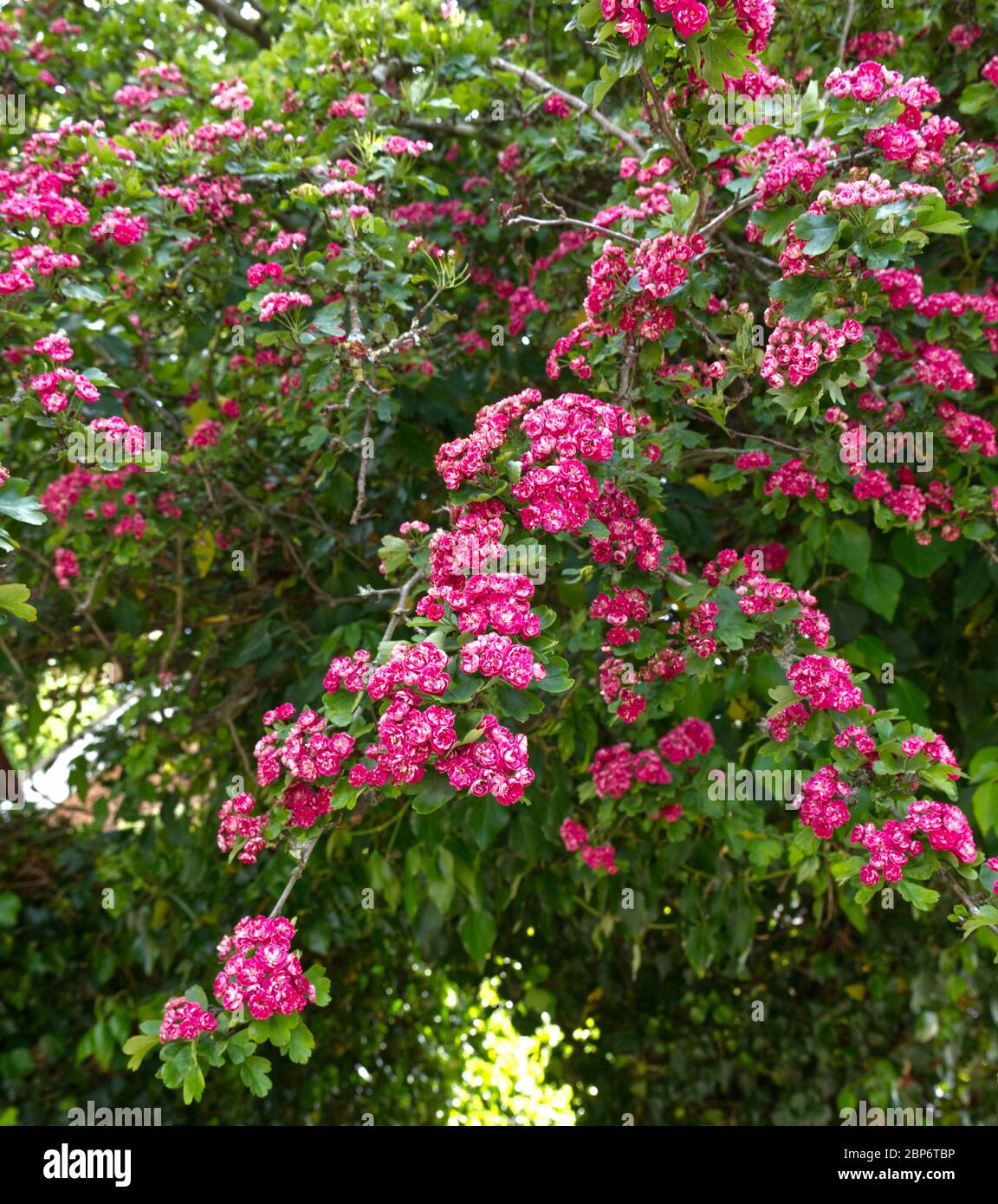 Vibrant Midland Hawthorn with delicate red flowers. Hedgerow, parkland ...