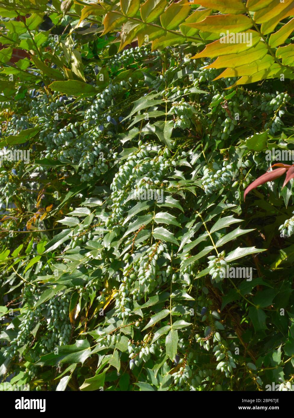 Beautiful Mahonia hedgerow, lush leaves with deep purple buds. Open ...