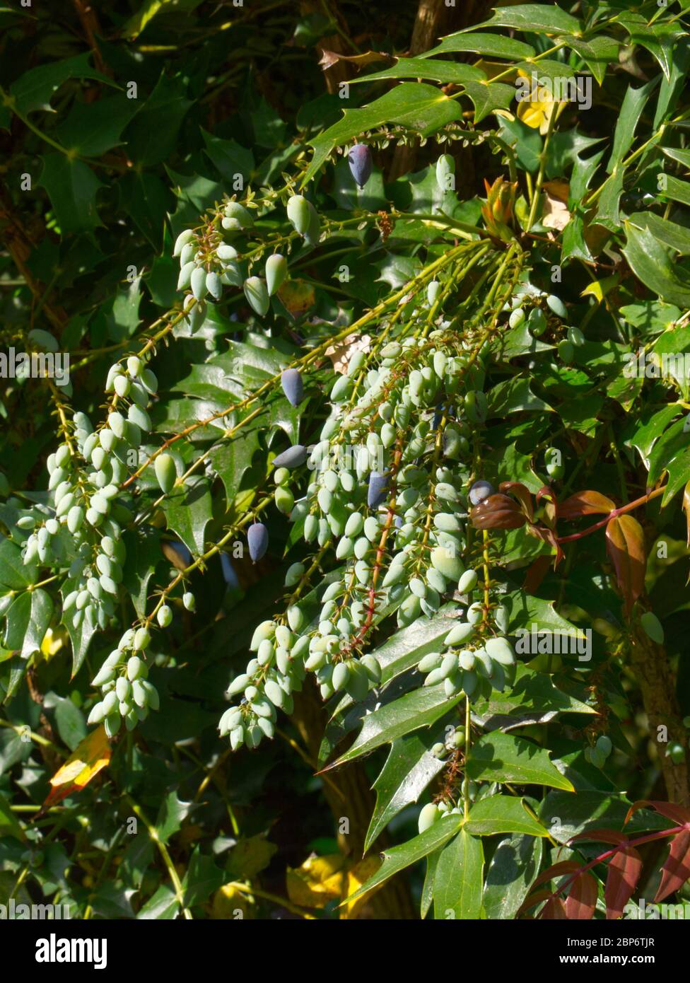 Beautiful Mahonia hedgerow, lush leaves with deep purple buds. Open ...