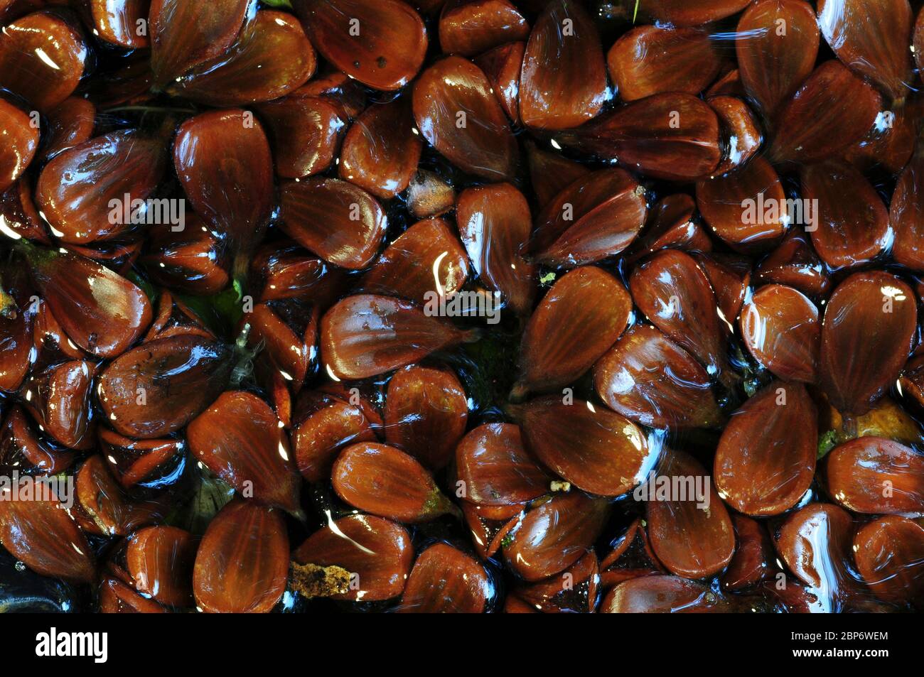 beech nuts floating in pond Stock Photo - Alamy