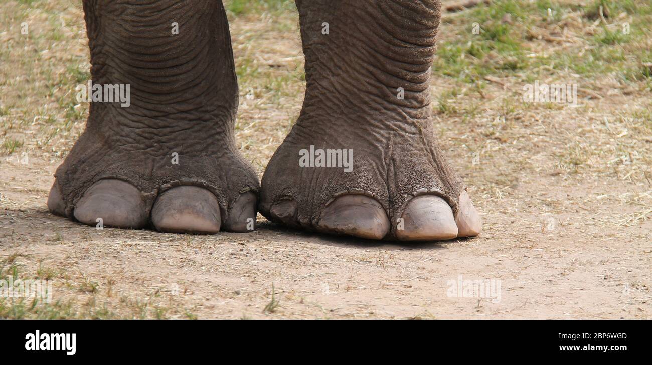 The Large Front Feet of an Adult Indian Elephant Stock Photo - Alamy