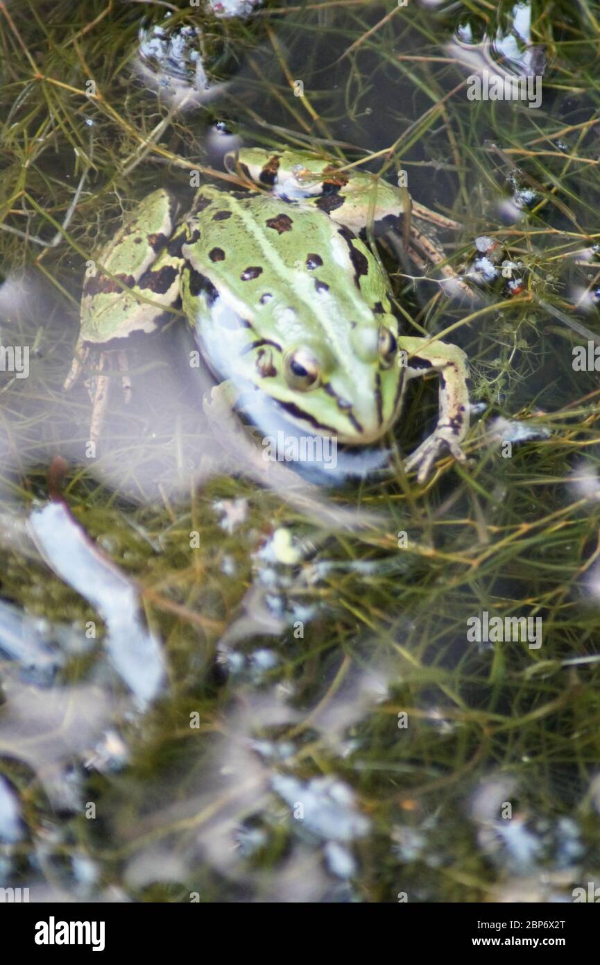 Frosch schwimmen hi-res stock photography and images - Alamy