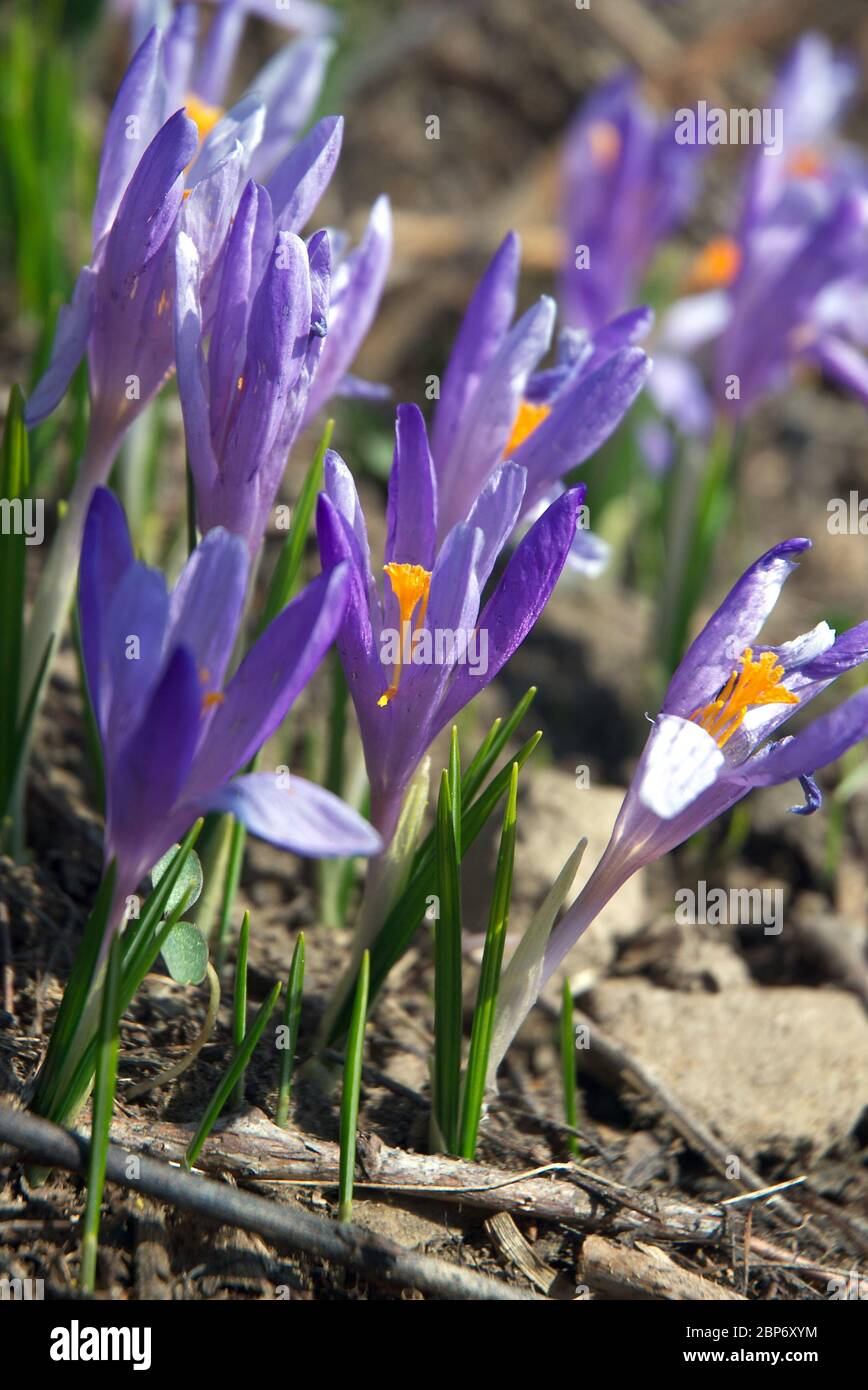 Giant crocus hi-res stock photography and images - Alamy