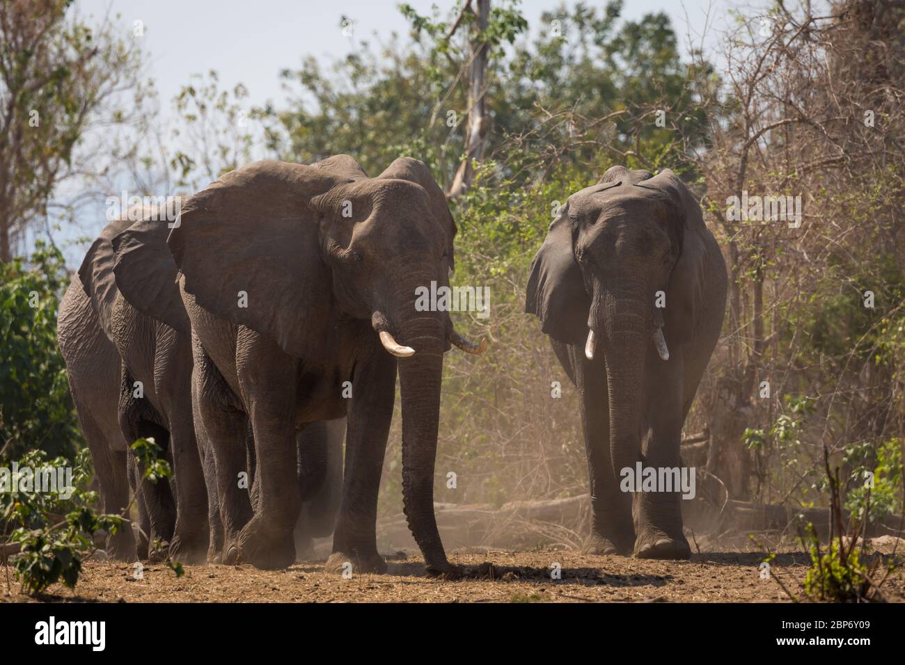 Zimbabwe national parks elephants hi-res stock photography and images ...