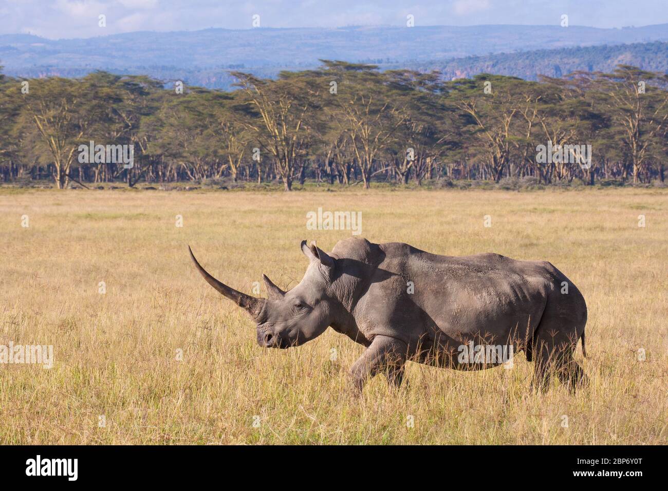 White rhino long horn hi-res stock photography and images - Alamy