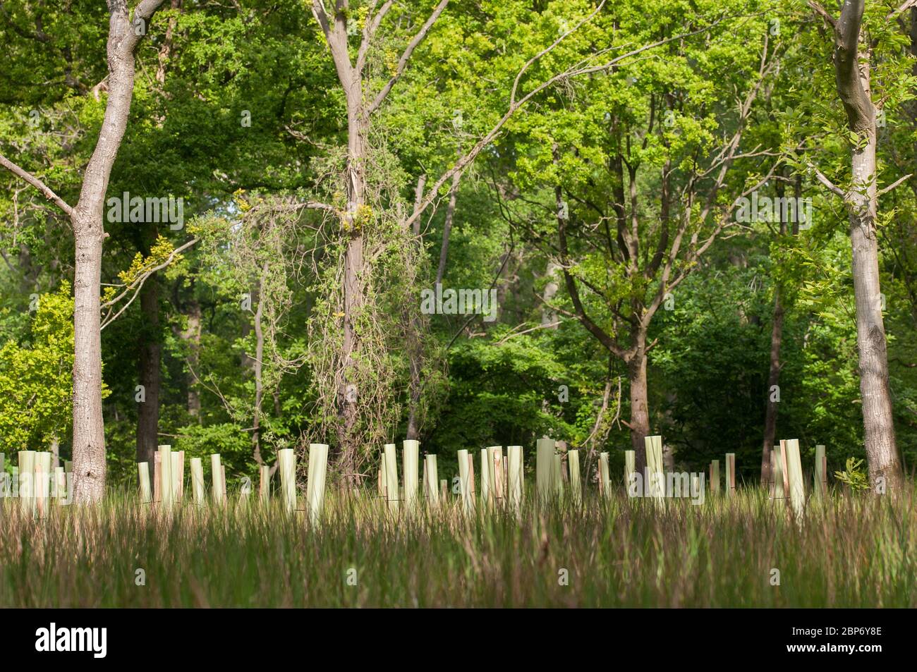 Trees in plastic tubes hi-res stock photography and images - Alamy