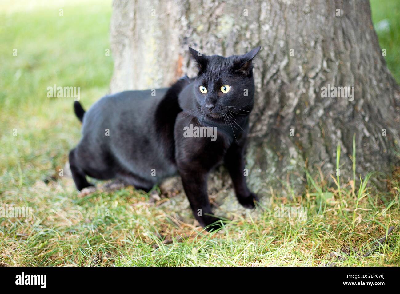 A black cat in a park, East London. Photo by Akira Suemori Stock Photo ...
