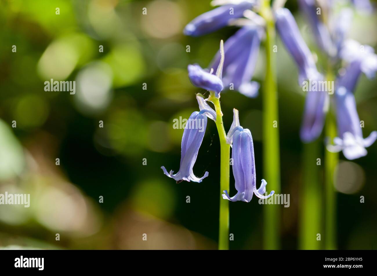 Hanging bluebells hi-res stock photography and images - Alamy