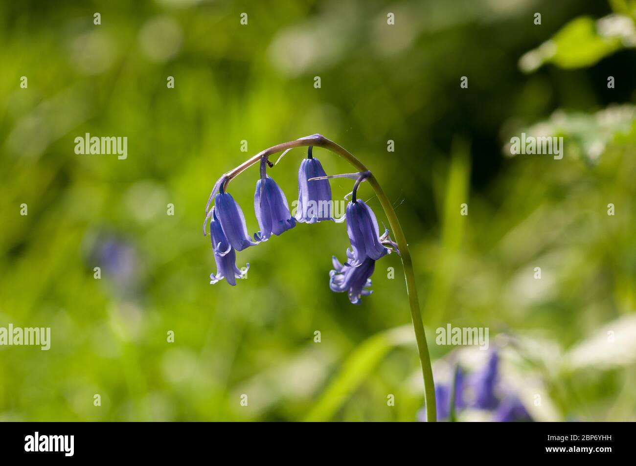 Hanging bluebells hi-res stock photography and images - Alamy