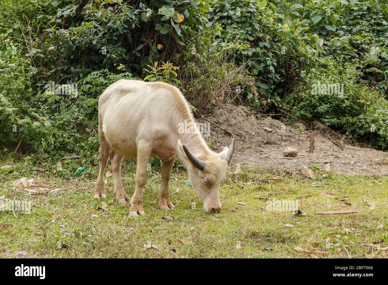 white water buffalo or domestic water buffalo in vietnam Stock Photo ...