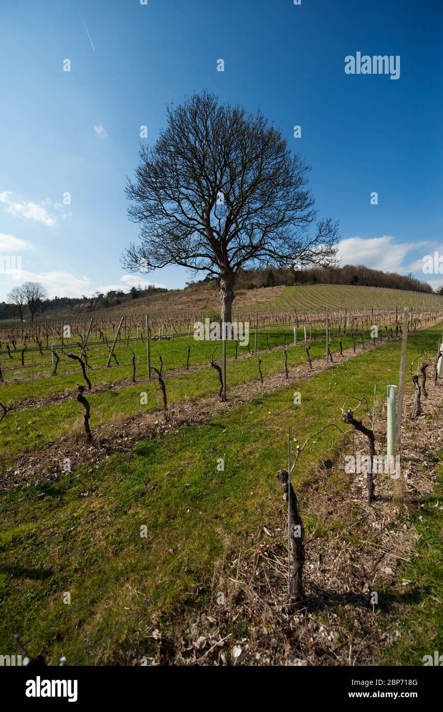 Denbies hillside hi-res stock photography and images - Alamy