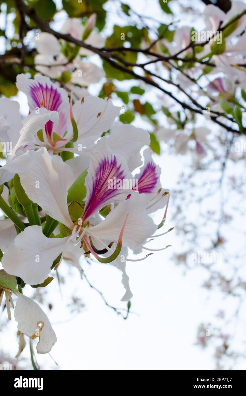 Bauhinia variegata is quite a sight to see a whole tree covered with ...
