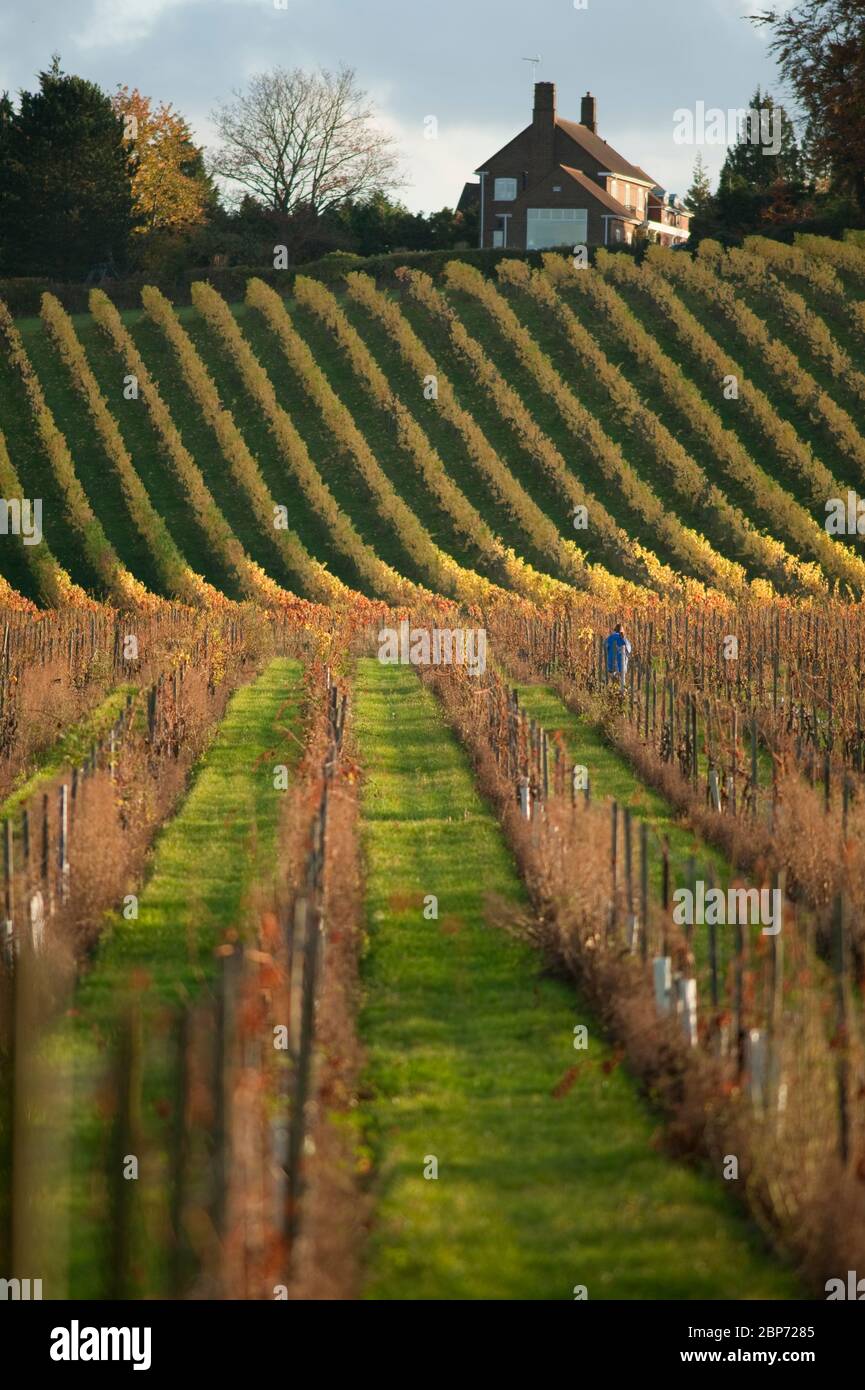 Vines Rows Panorama High Resolution Stock Photography and Images - Alamy