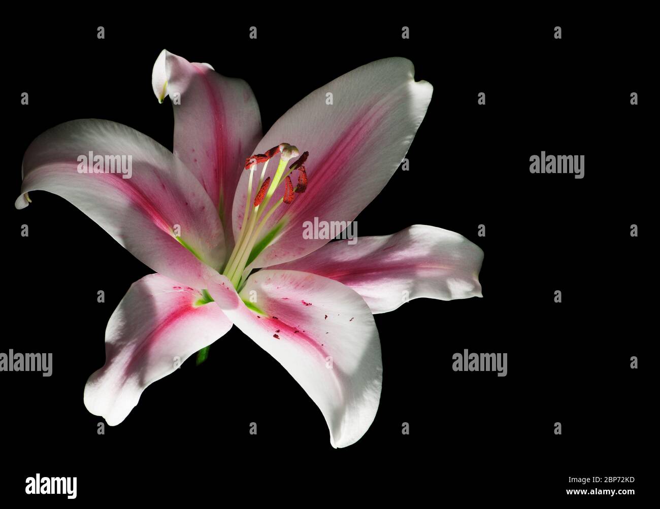 Studio close-up of a single white lily flower (lilium) with pink ...