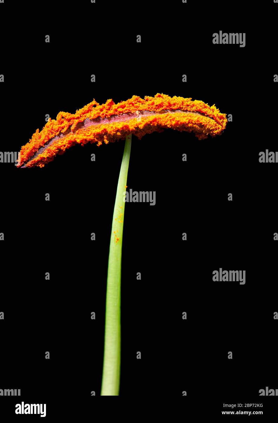 Plant pollen microscopic hi-res stock photography and images - Alamy