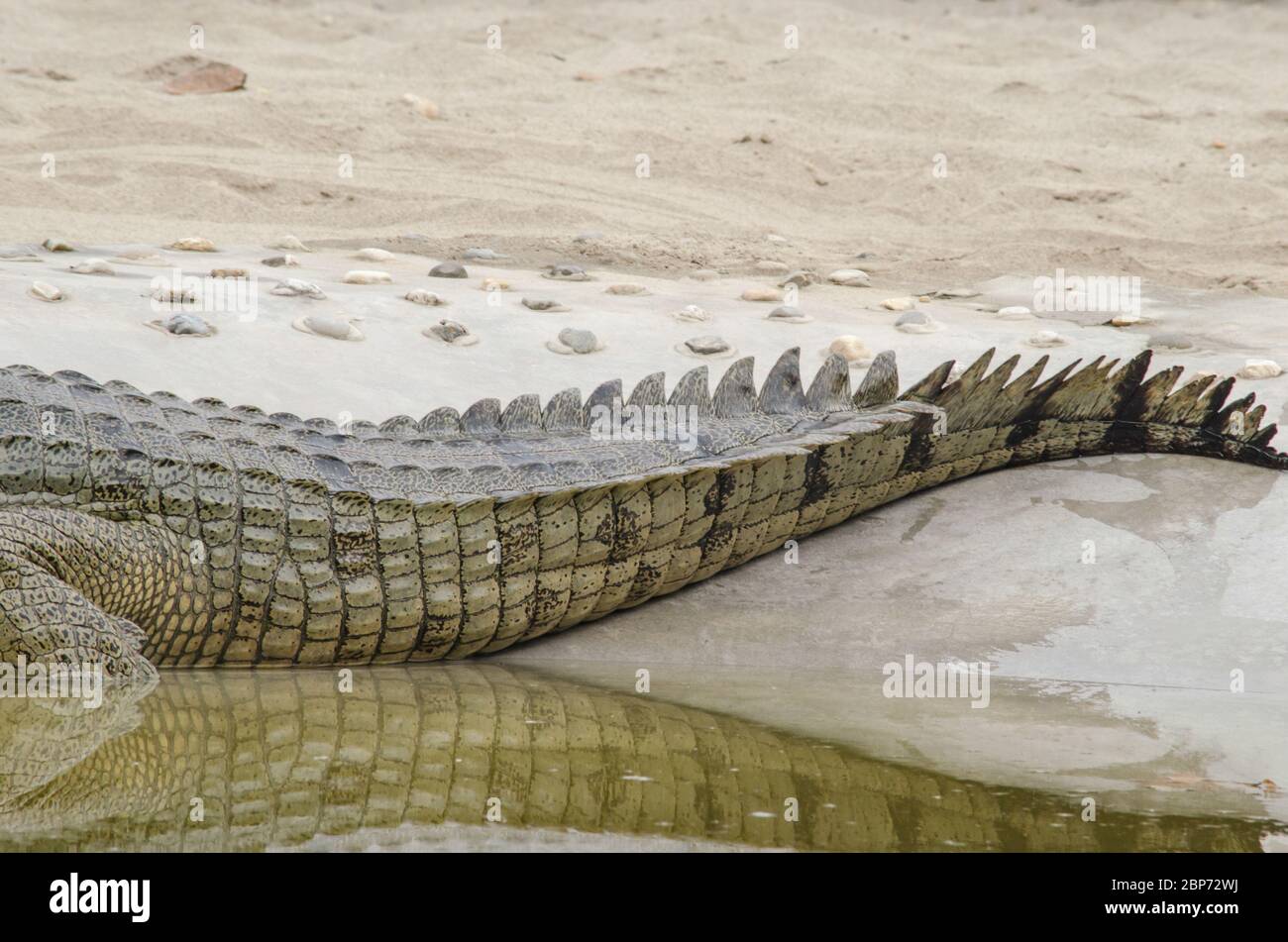 crocodiles or true crodiles are large aquatic reptiles that live ...