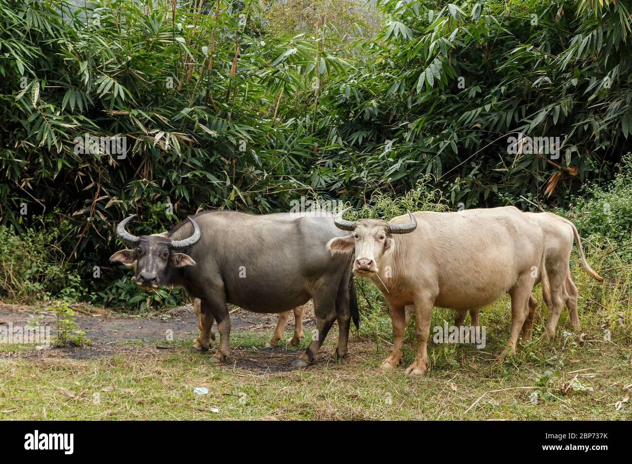 black and white water buffalo or domestic water buffalo in vietnam ...