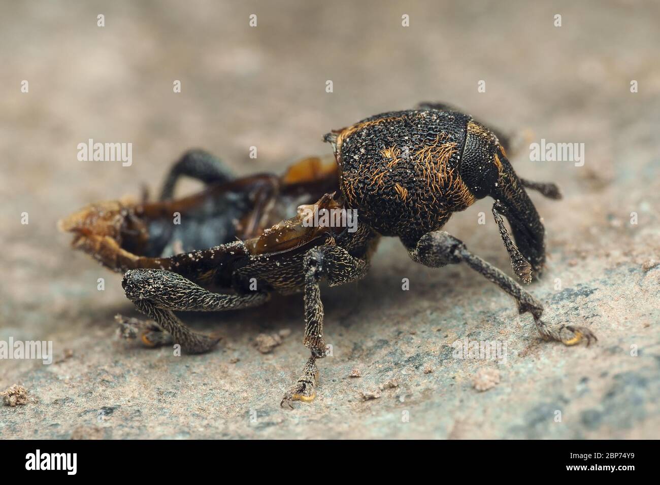 Large Pine Weevil (Hylobius abietis) with wings and body missing as a ...