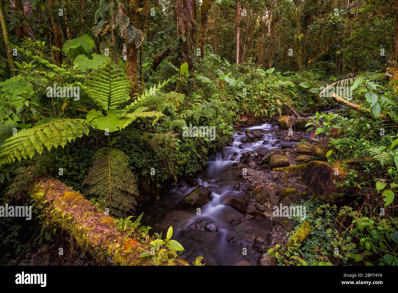 Tropical rainforest floor hi-res stock photography and images - Alamy