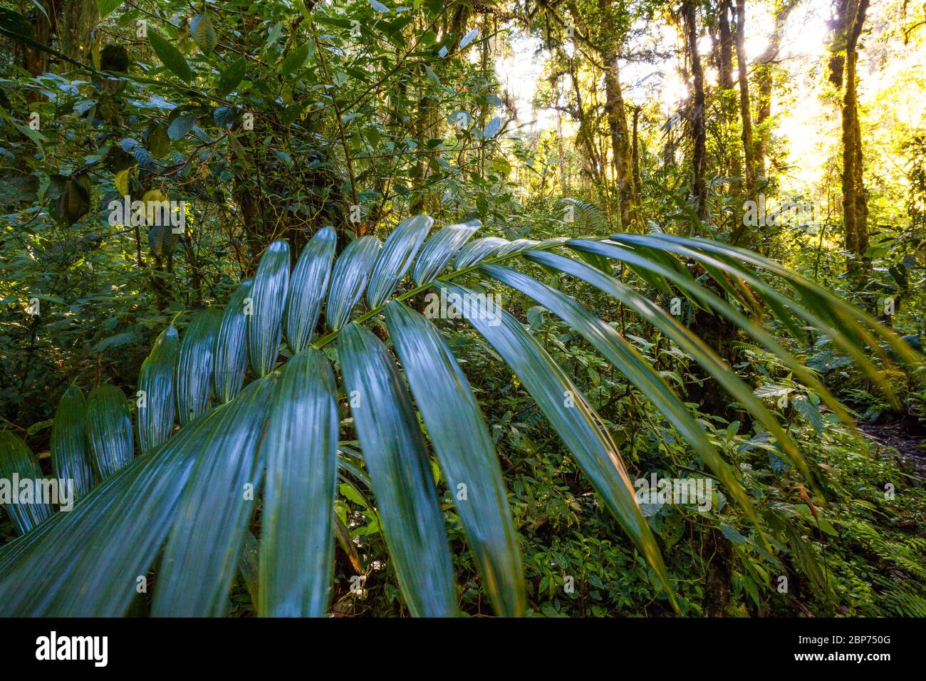 Tropical rainforest floor sun hi-res stock photography and images - Alamy