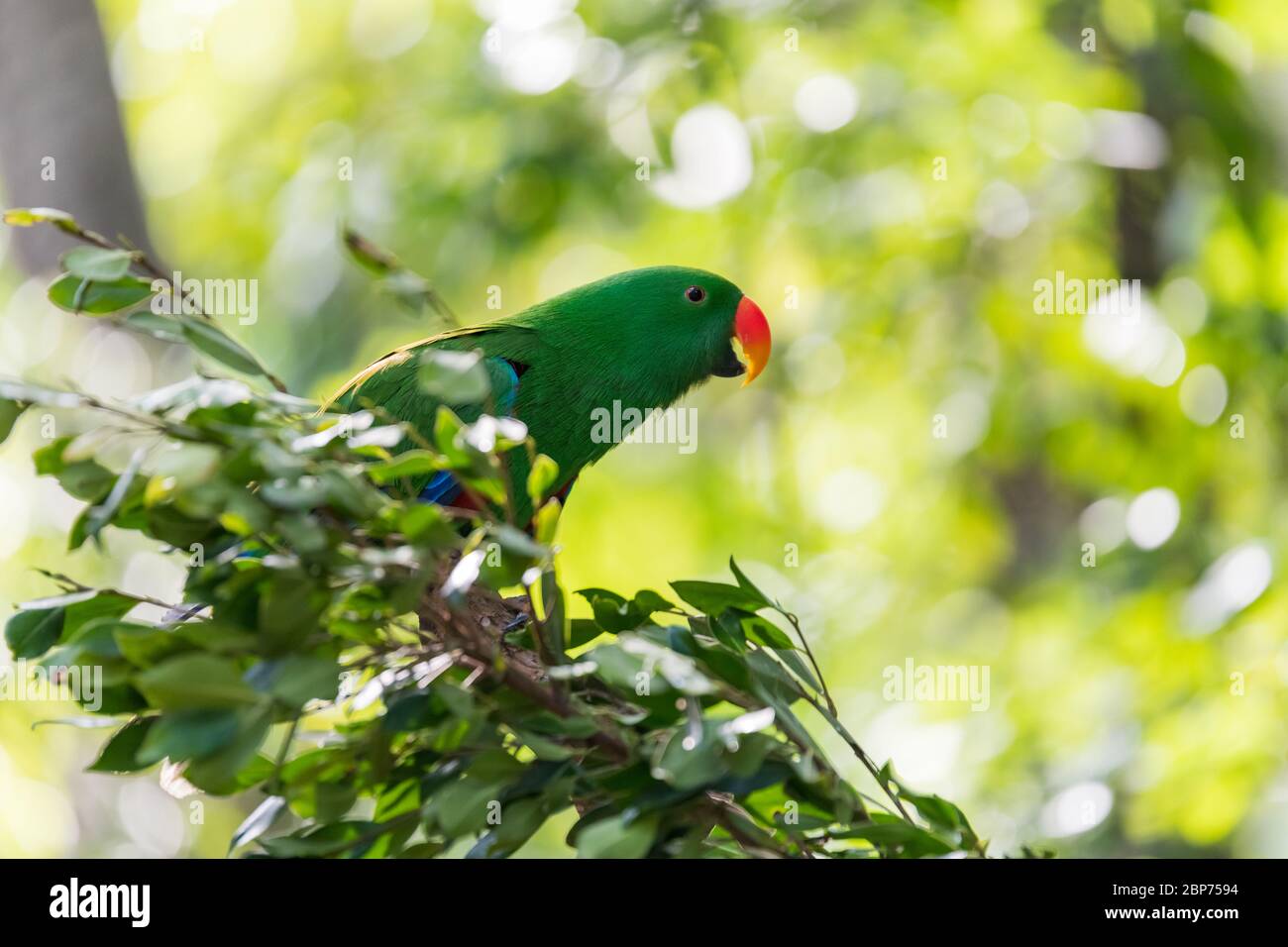 Beautiful parrot on the branch Stock Photo - Alamy