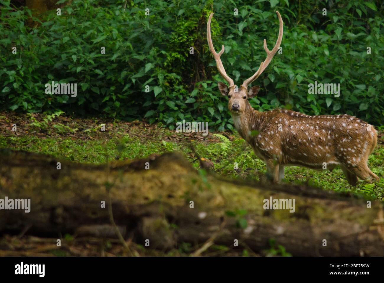 Chital or cheetal deer (Axis axis), also known as spotted deer or axis ...