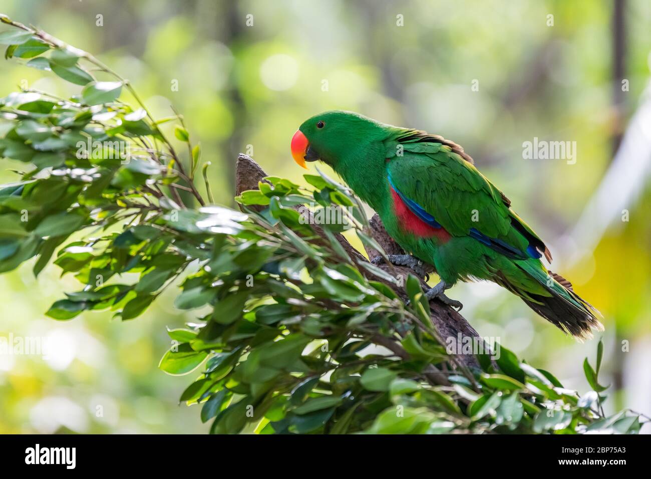 Beautiful parrot on the branch Stock Photo - Alamy