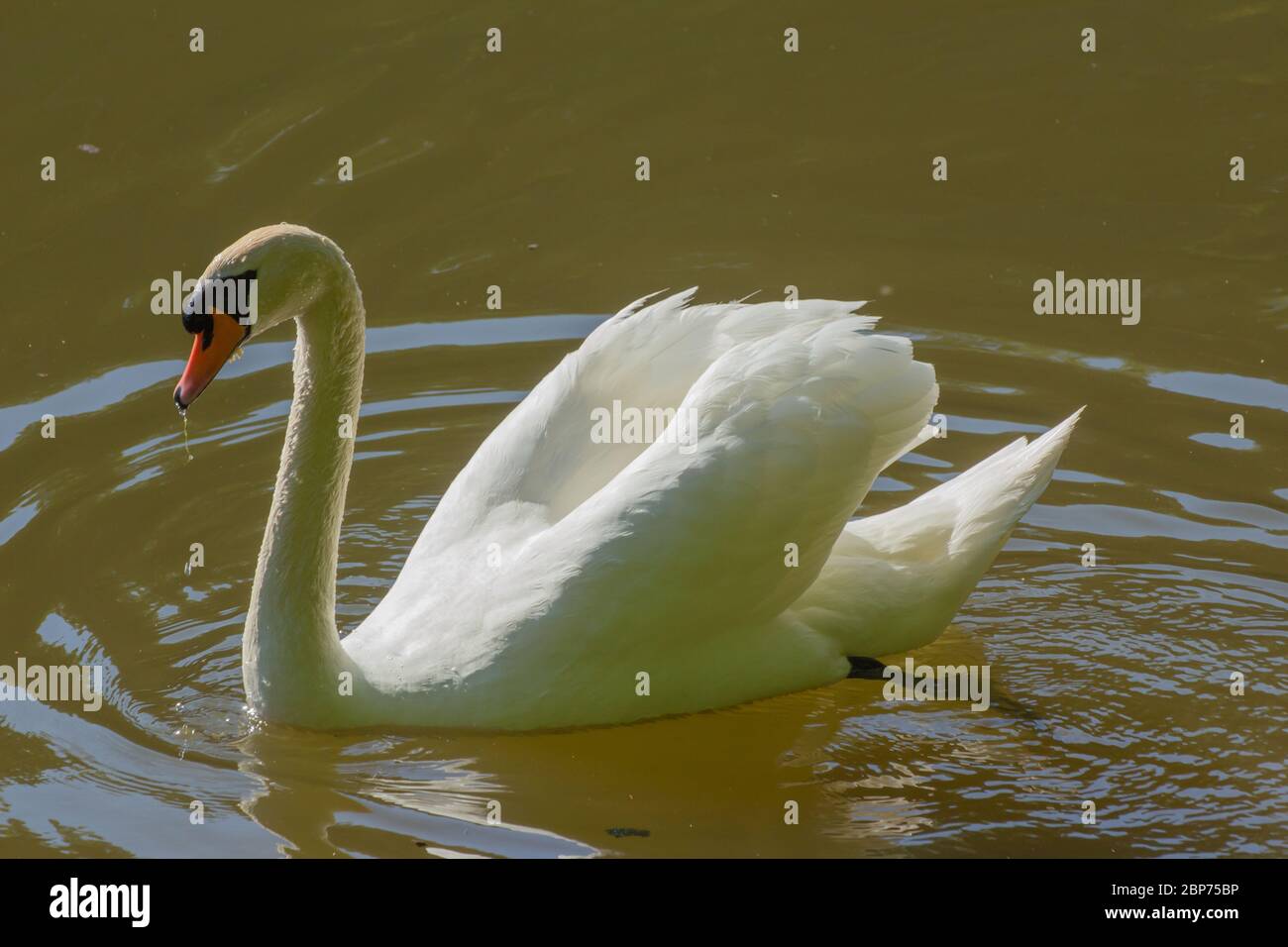 Swan side view hi-res stock photography and images - Alamy