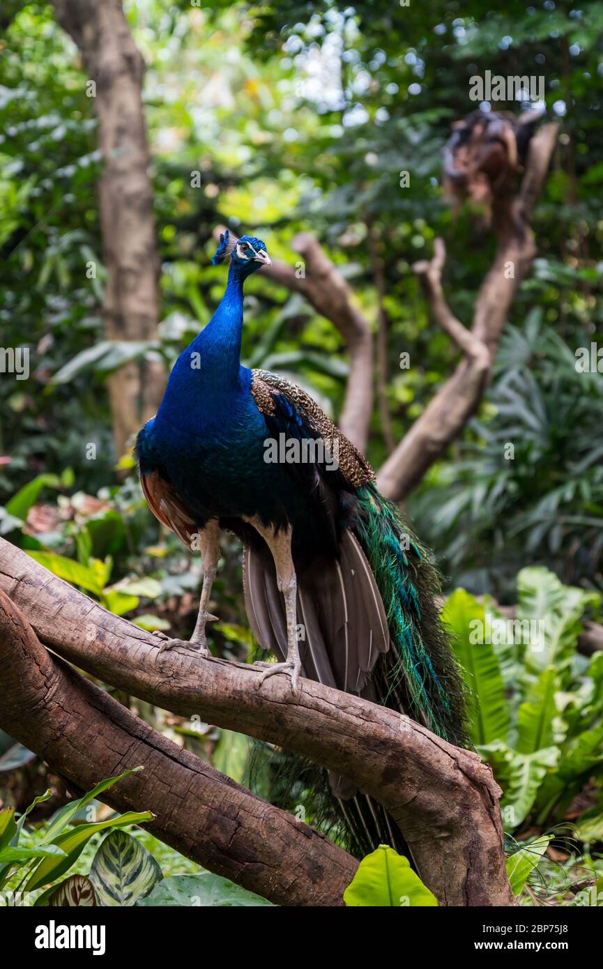 Beautiful peacock on the tree Stock Photo - Alamy