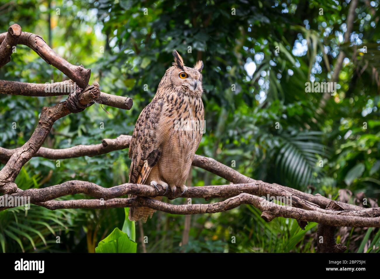 The owl on the branch Stock Photo - Alamy
