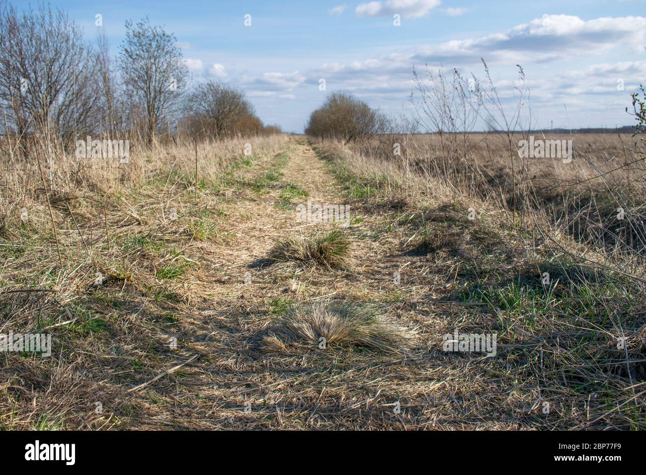 A deserted rural road overgrown with last year's grass, with shrubs on ...
