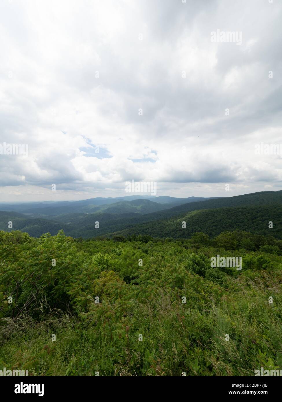 Canopy skyline hi-res stock photography and images - Alamy