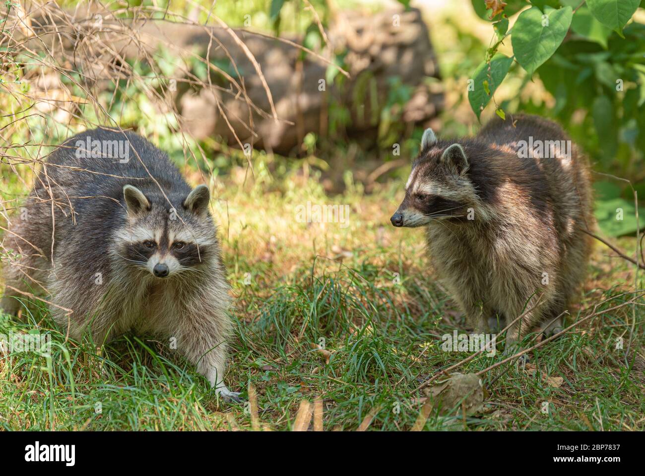 Raccoon (Procyon lotor Stock Photo - Alamy