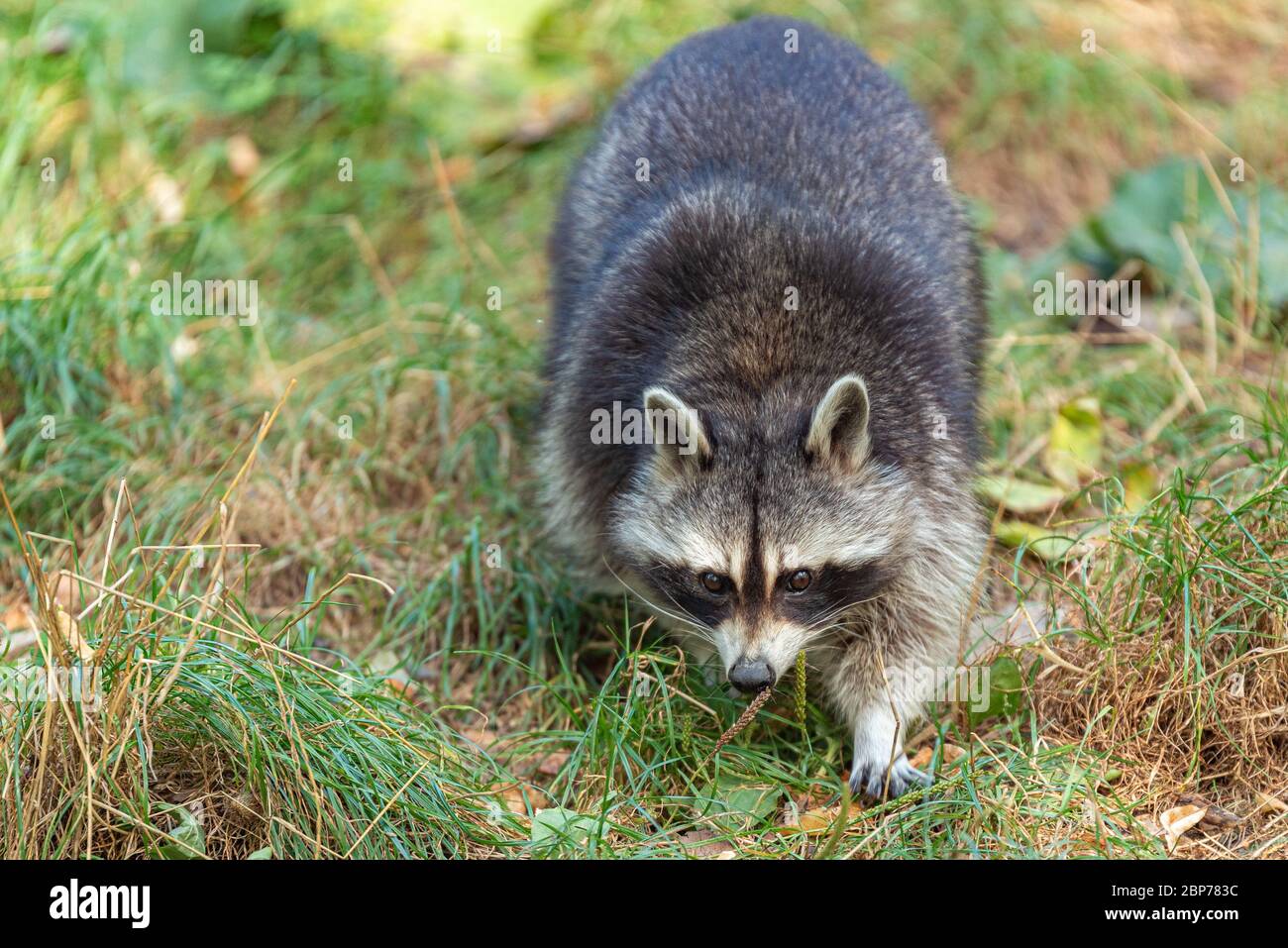 Raccoon (Procyon lotor Stock Photo - Alamy