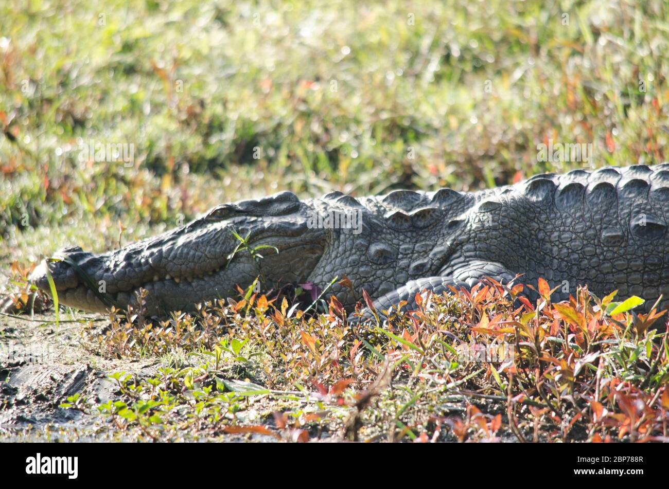 crocodiles or true crodiles are large aquatic reptiles that live ...