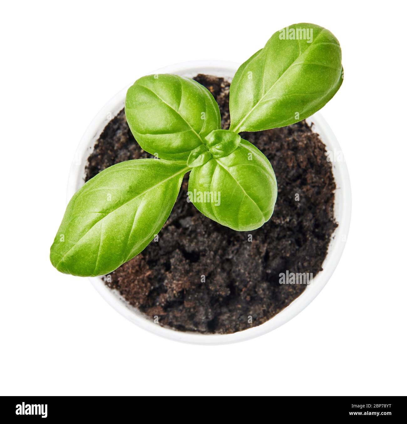 Basil plant planted in a pot. Basil leaves isolated on white background ...