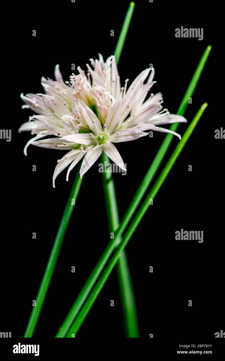 Close-up of a single white chive blossom in front of three chive stalks ...
