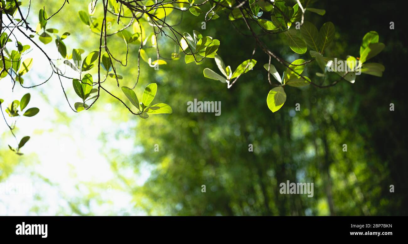 Green Leaves a natural green background,Natural light Stock Photo - Alamy
