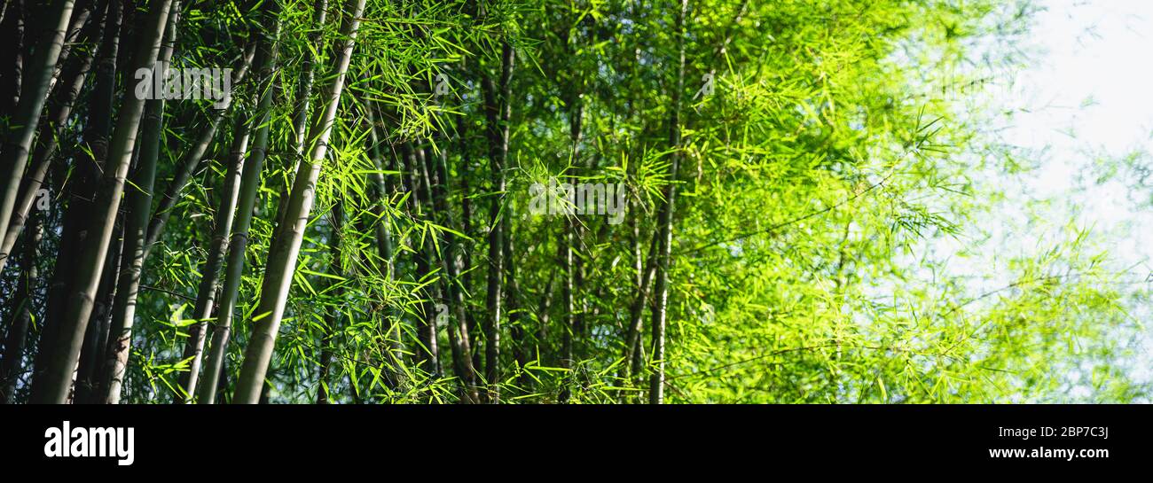 Bamboo tree bamboo forest green nature,Nature background Stock Photo ...