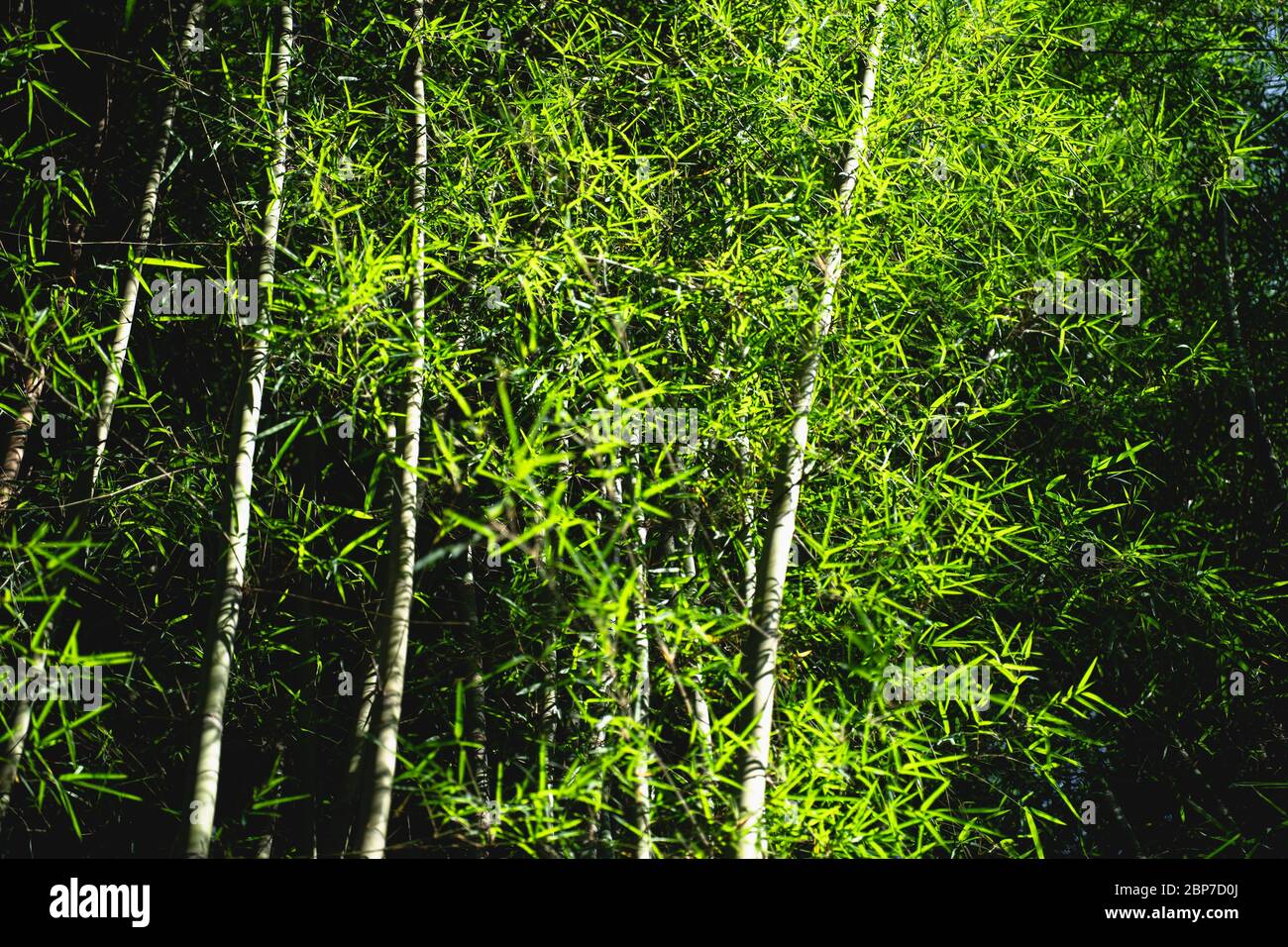 Bamboo tree bamboo forest green nature,Nature background Stock Photo ...