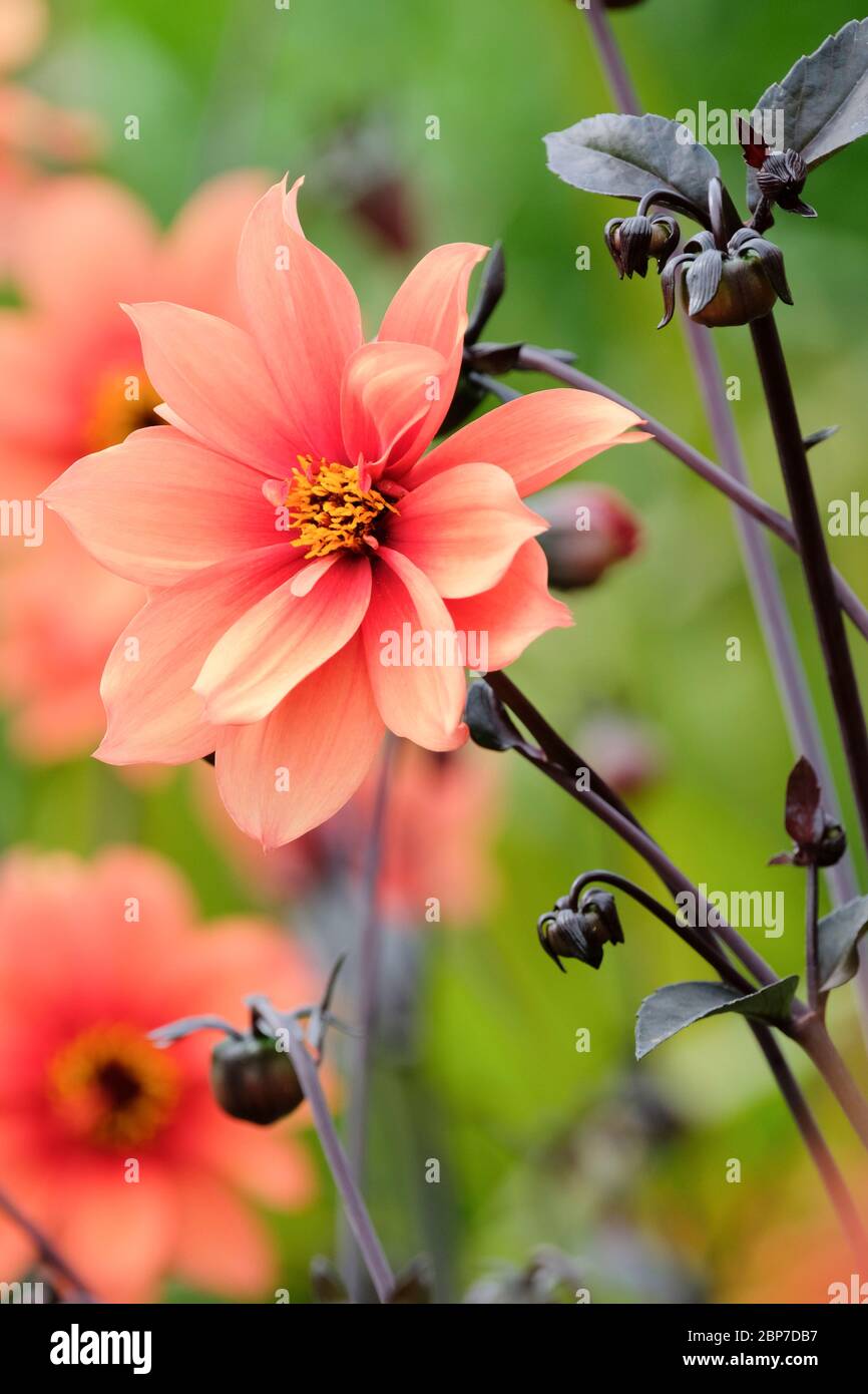Close-up of orange flowers of Dahlia Orange Pathfinder Stock Photo - Alamy