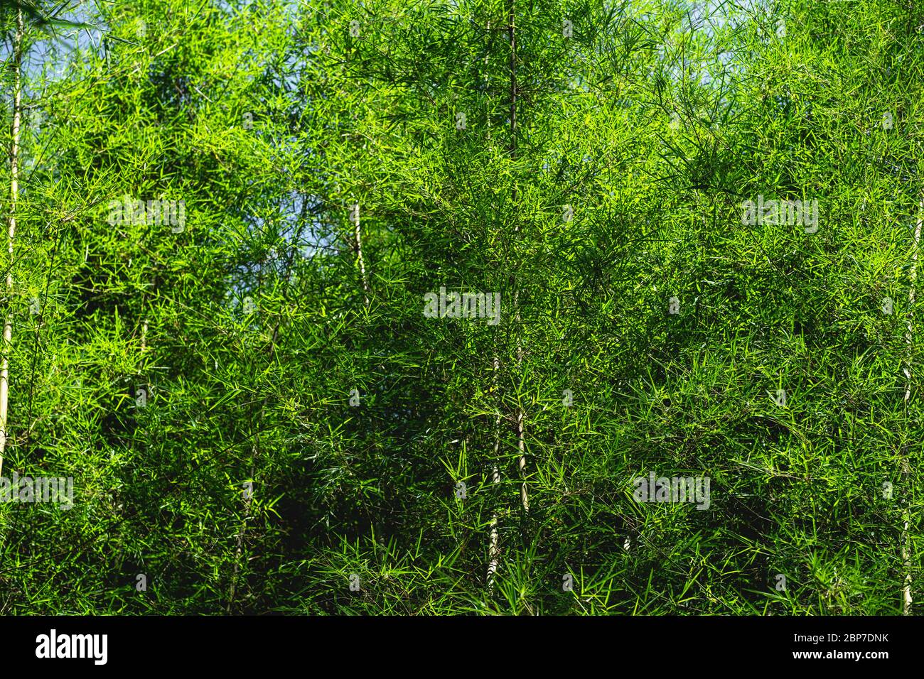Bamboo tree bamboo forest green nature,Nature background Stock Photo ...