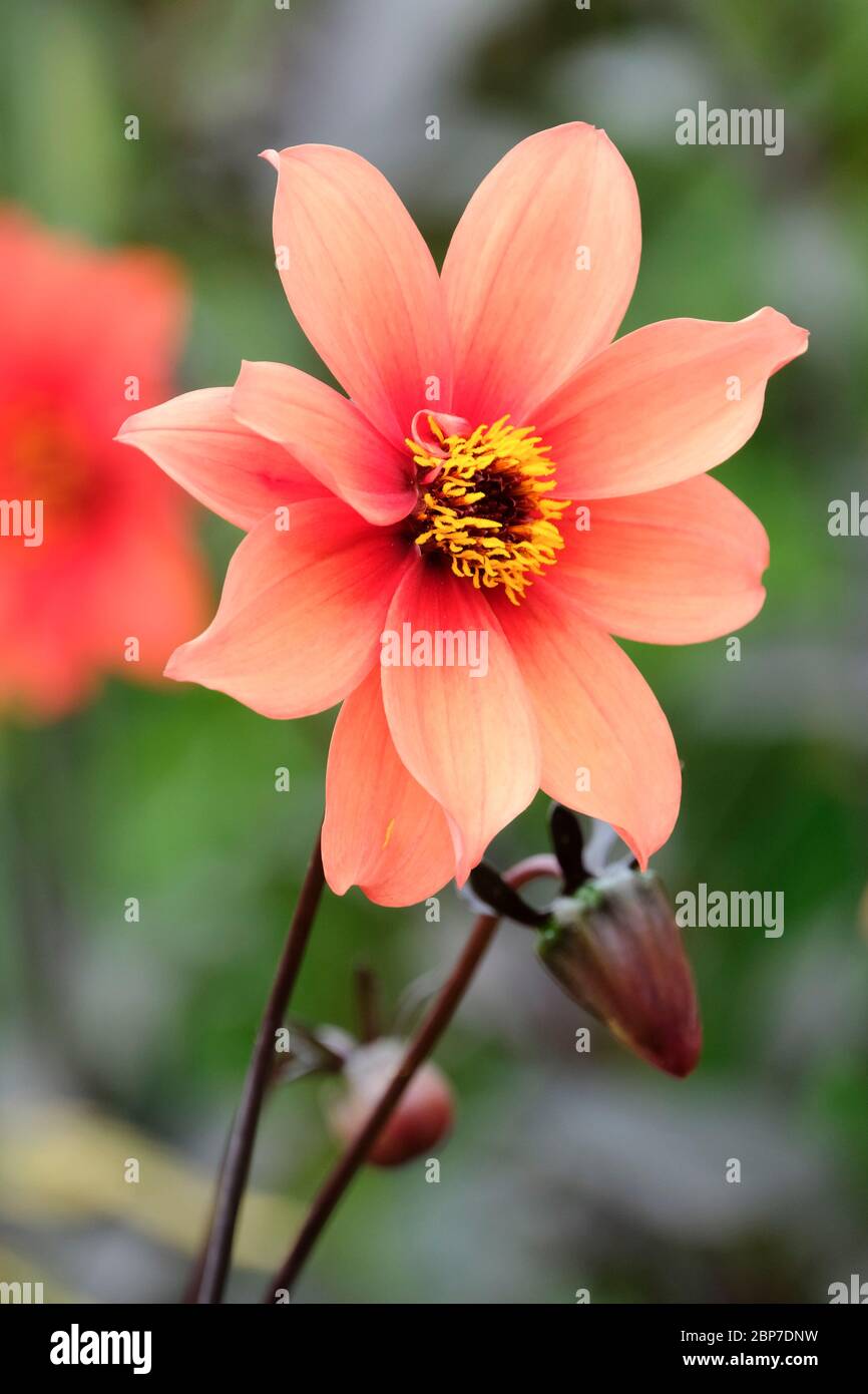 Pathfinder hi-res stock photography and images - Alamy